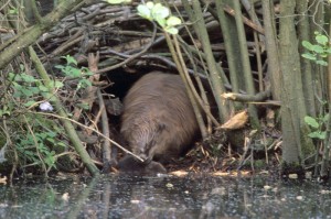 Natuur - WATERSPORTVERENIGING EIJSDEN
